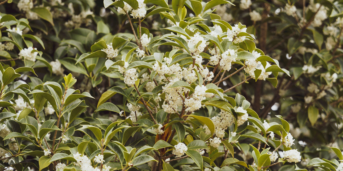Fragrant Tea Olive 'Fudingzhu’ (Osmanthus fragrans) for sale & shipped ...